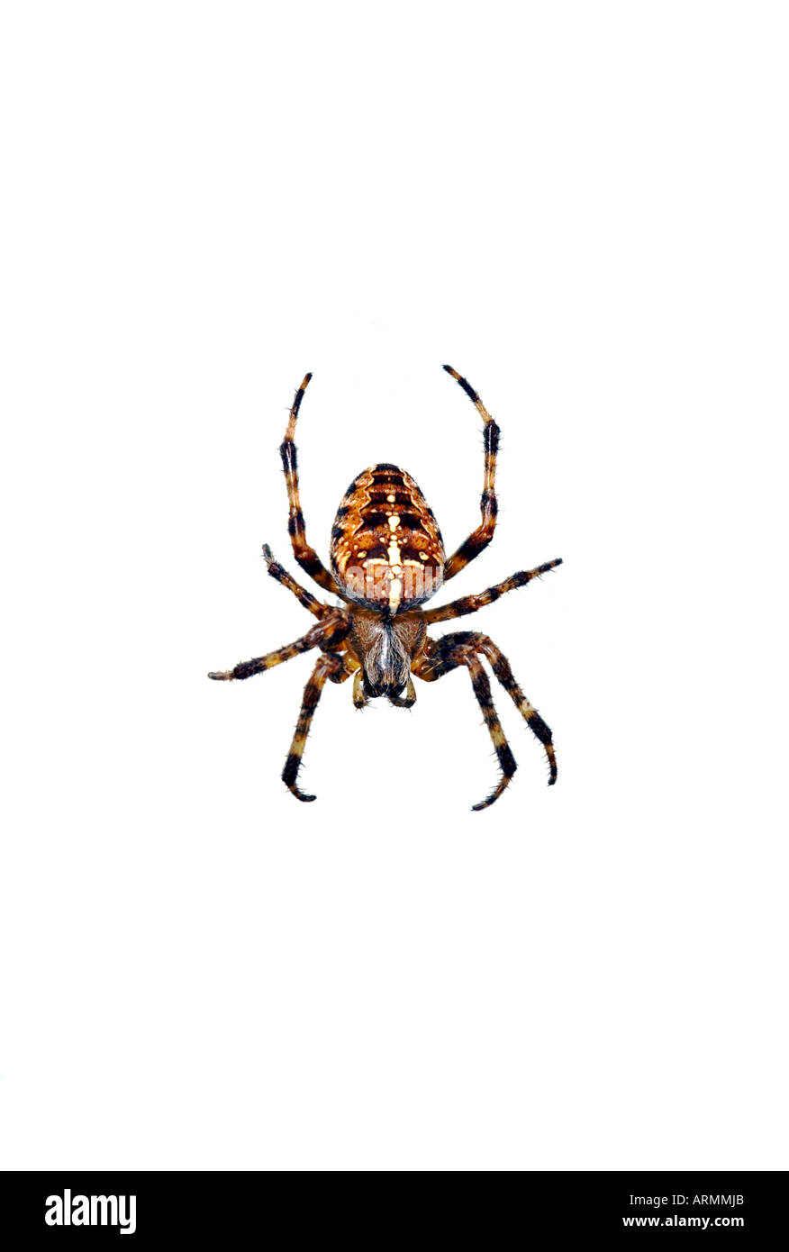 Cut out of British Garden or Cross Spider Stock Photo - Alamy