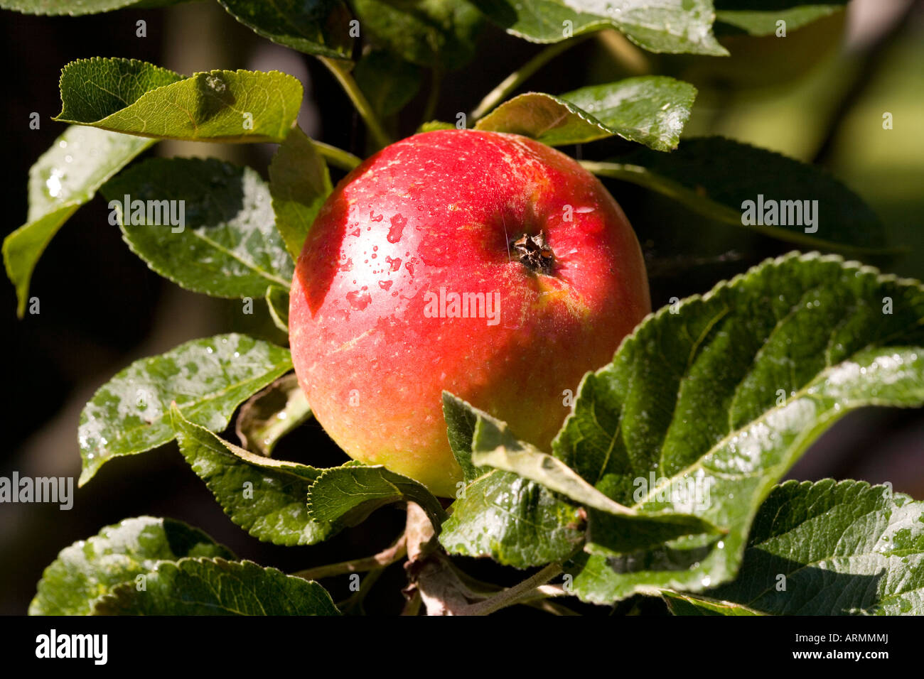 Apple tree with fruit ripe hi-res stock photography and images - Alamy