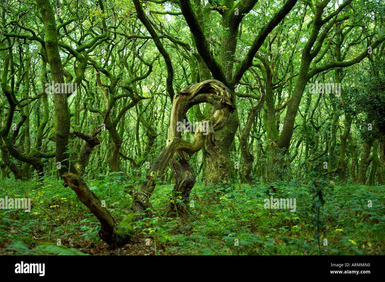 Blackmill woodlands hi-res stock photography and images - Alamy
