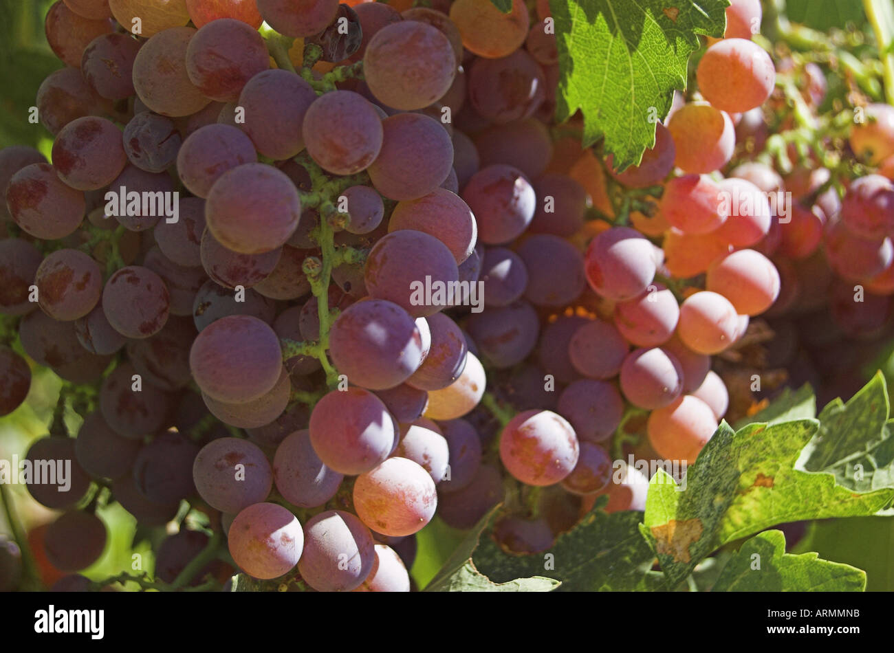 San joaquin valley grapes hi-res stock photography and images - Alamy