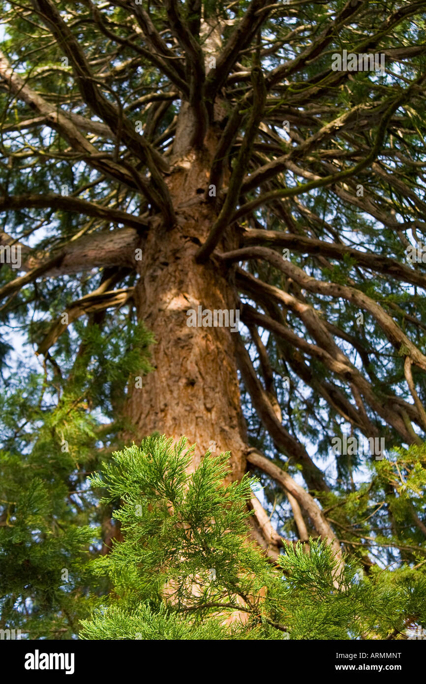Conifer tree uk hi-res stock photography and images - Alamy