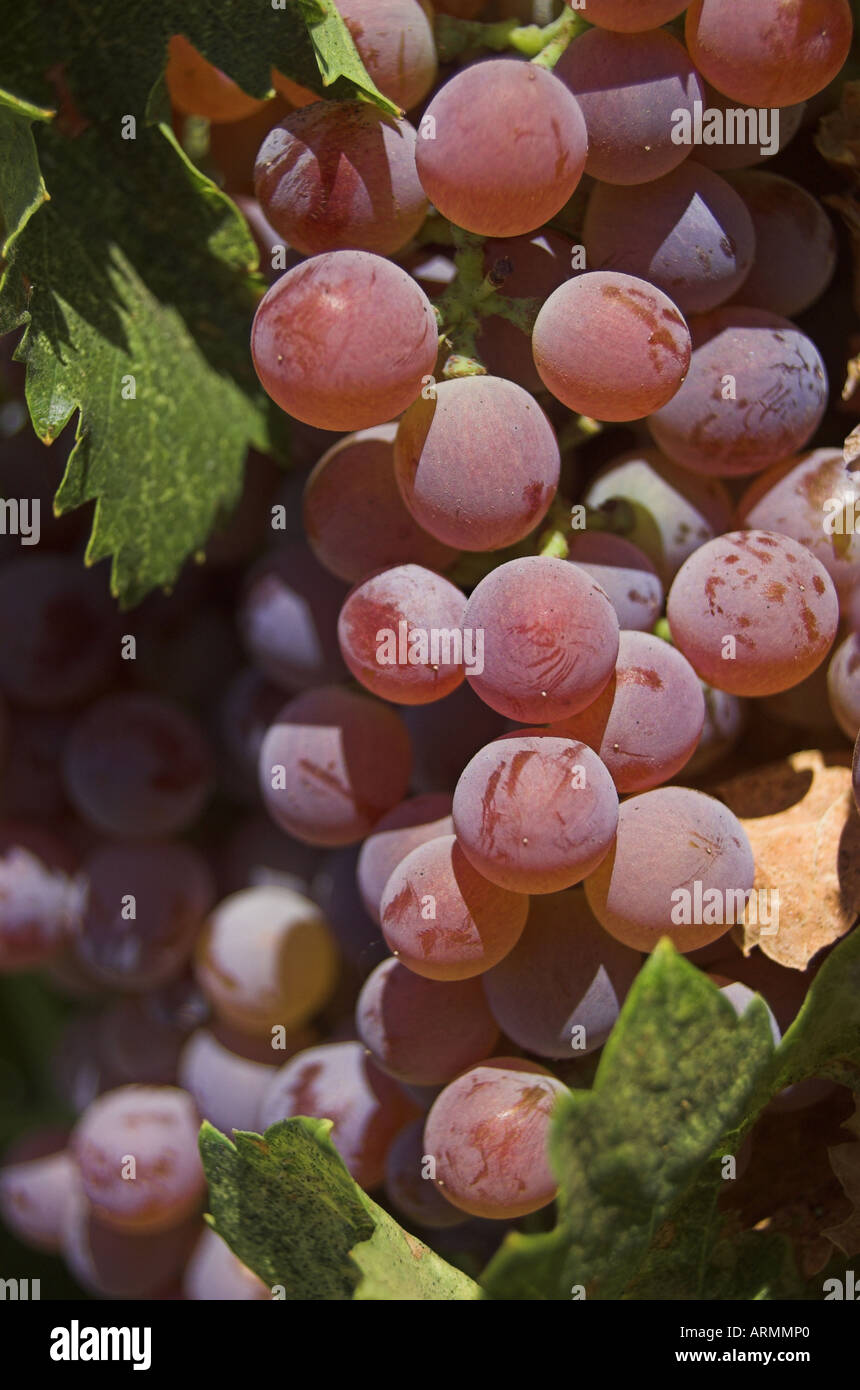 Flame grapes on the vine central San Joaquin Valley CA USA Stock Photo ...