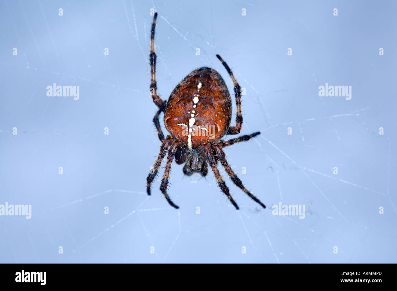 Close up Common Garden spider Araneus diadematus Stock Photo - Alamy
