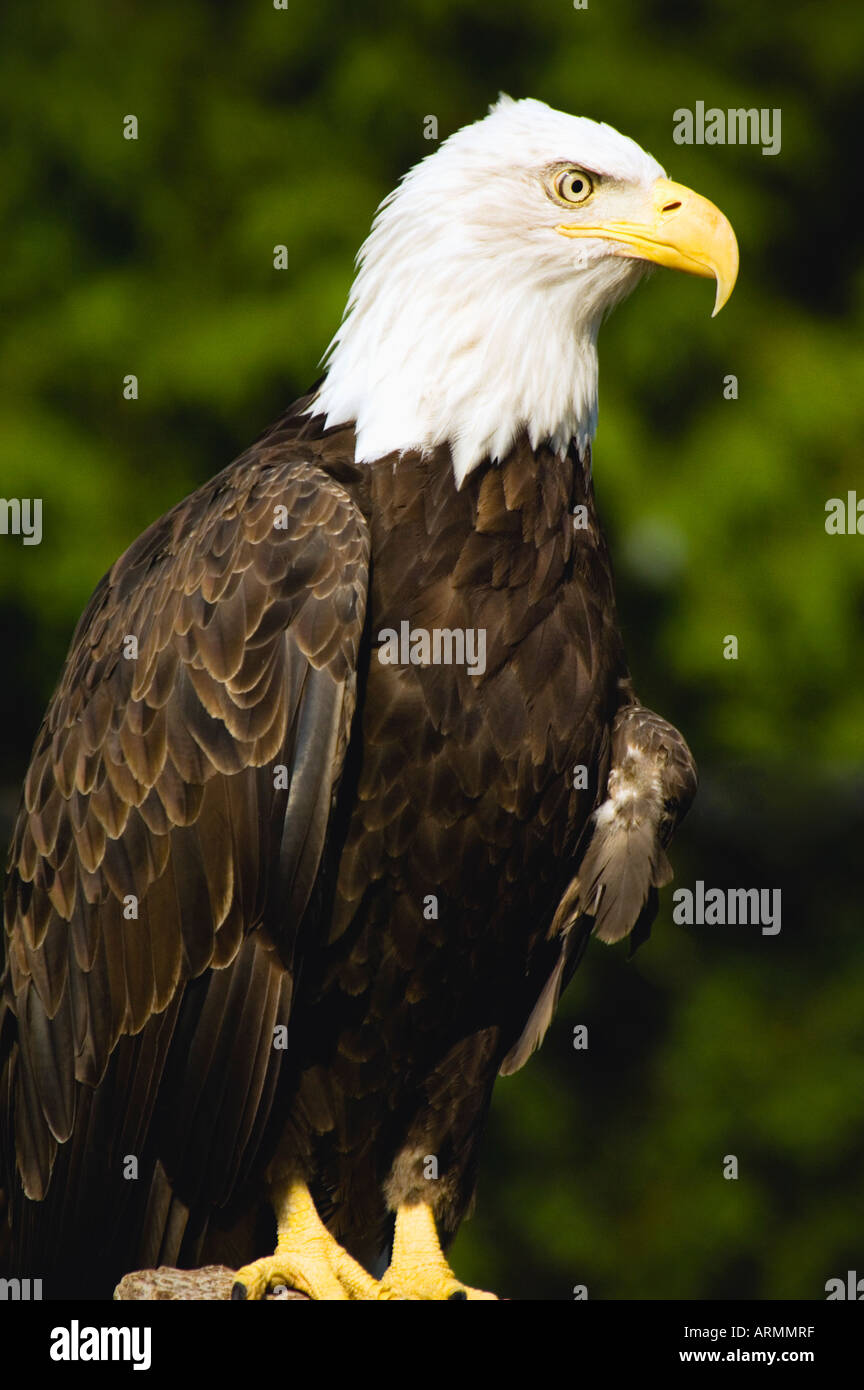 American bald eagle Stock Photo - Alamy