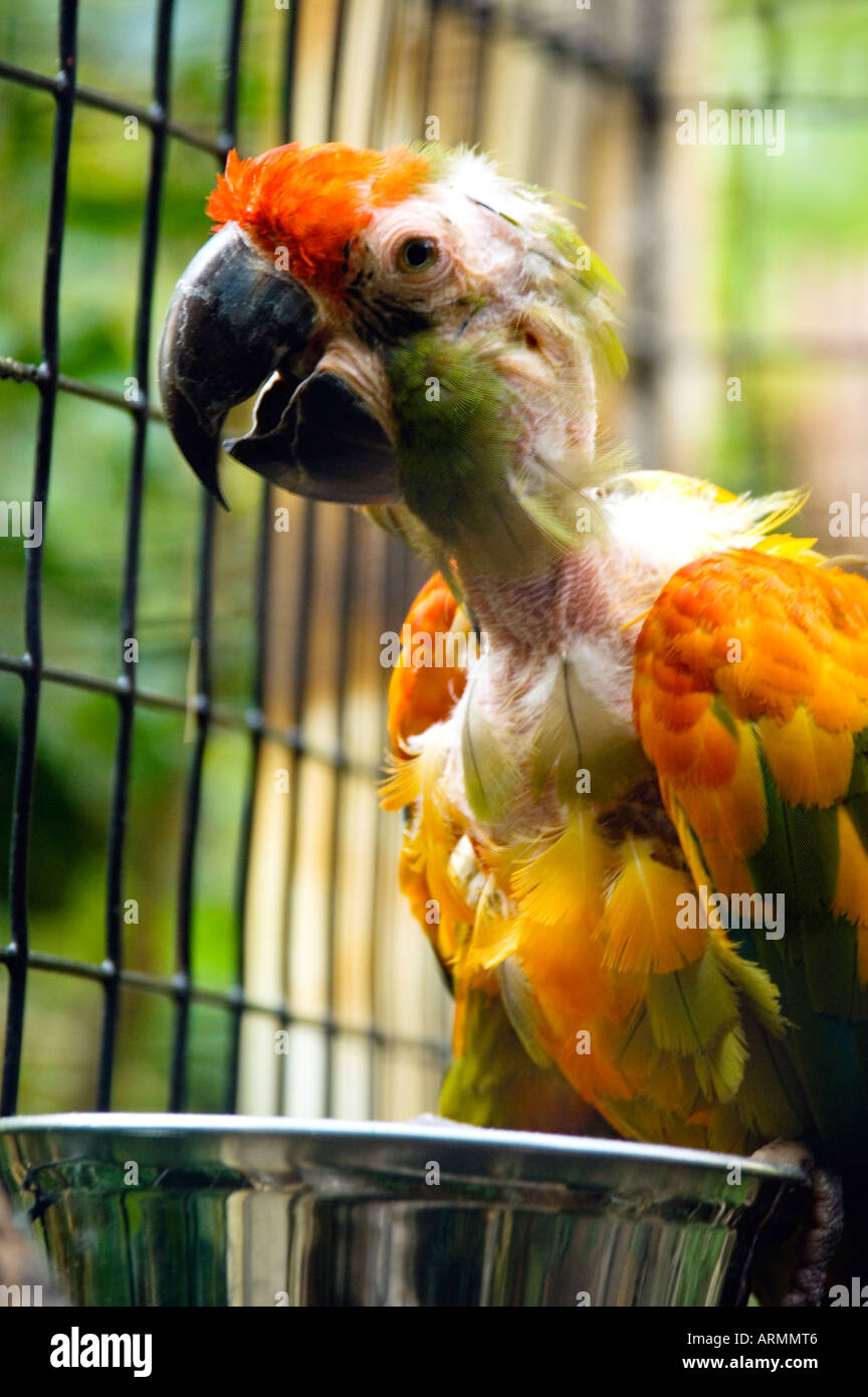 Molting parrot hi-res stock photography and images - Alamy