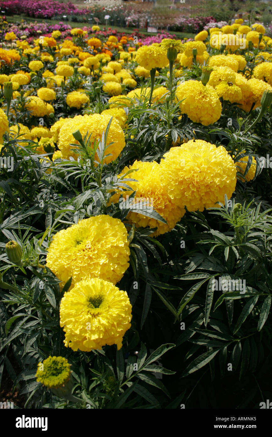 Bushy marigold flowers hi-res stock photography and images - Alamy