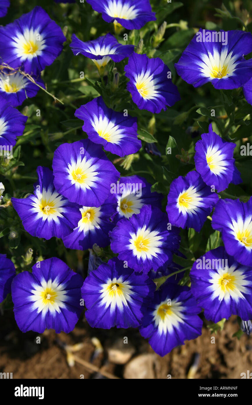 Convolvulus blue flowers convolvulus hi-res stock photography and ...