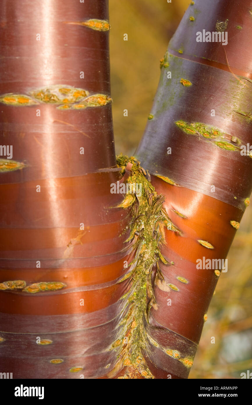 Prunus serrula tree bark hi-res stock photography and images - Alamy