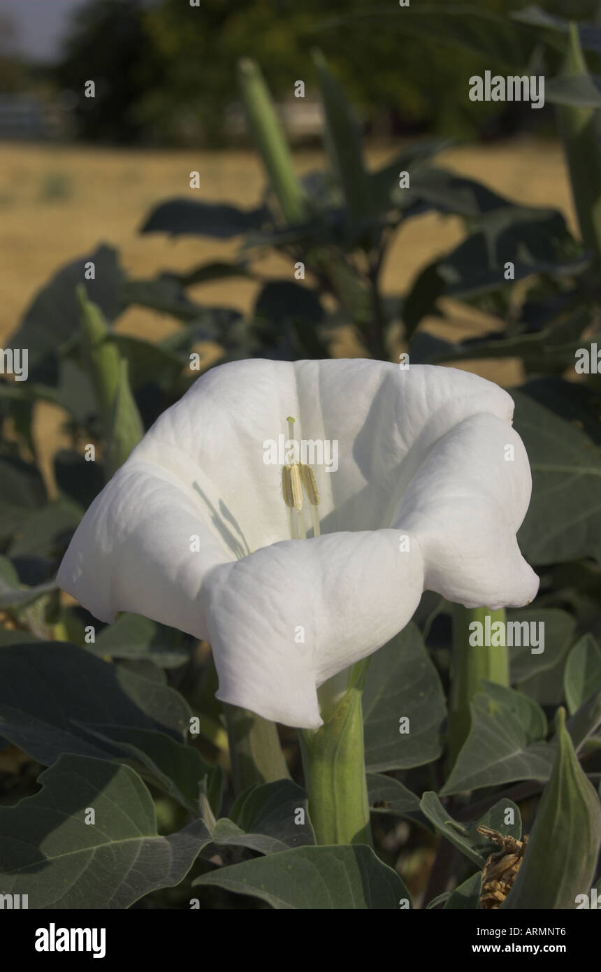 flower of the Datura strammonium, Jimson Weed or Thornapple, a plant ...