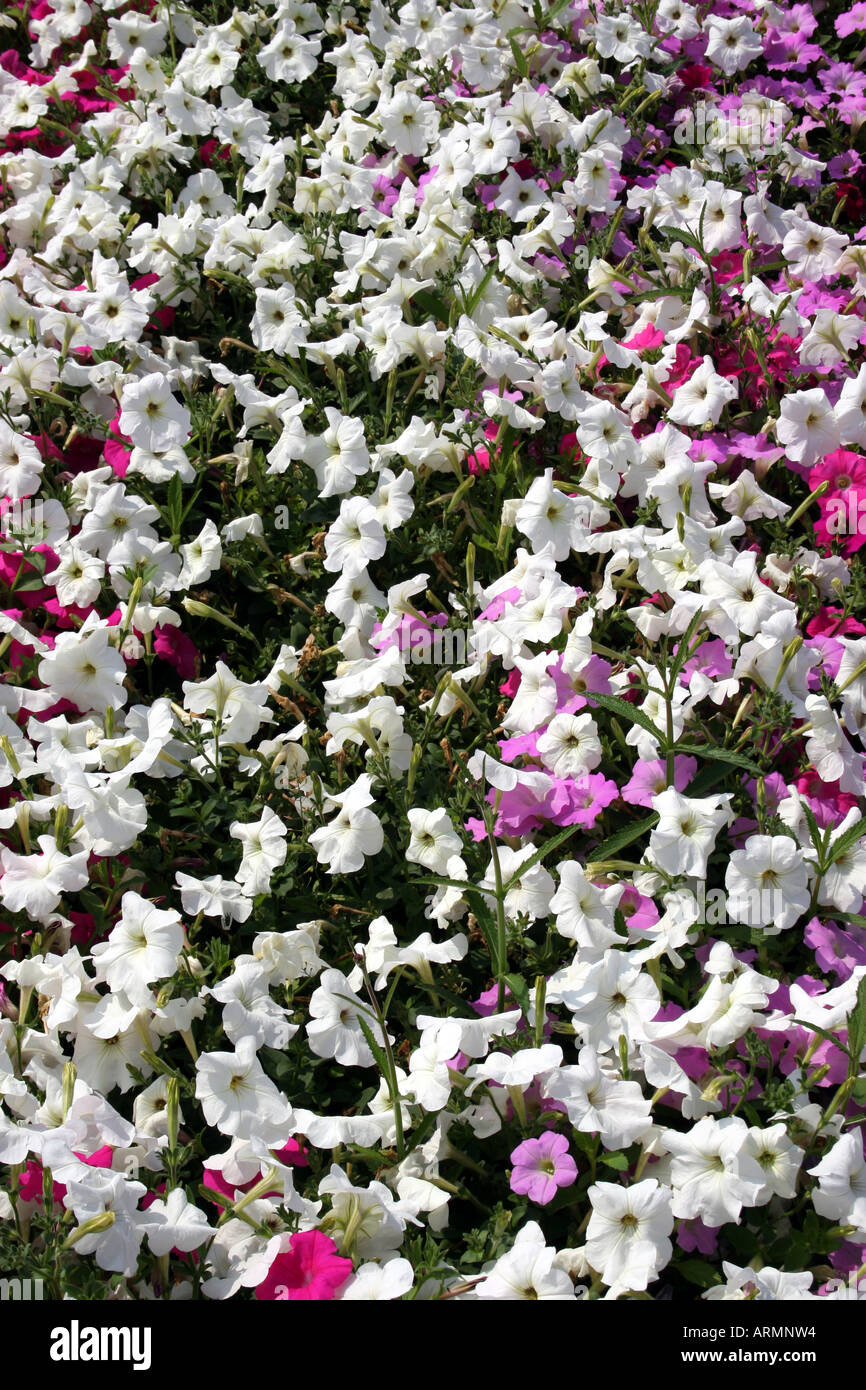 Dense planting ground cover hi-res stock photography and images - Alamy