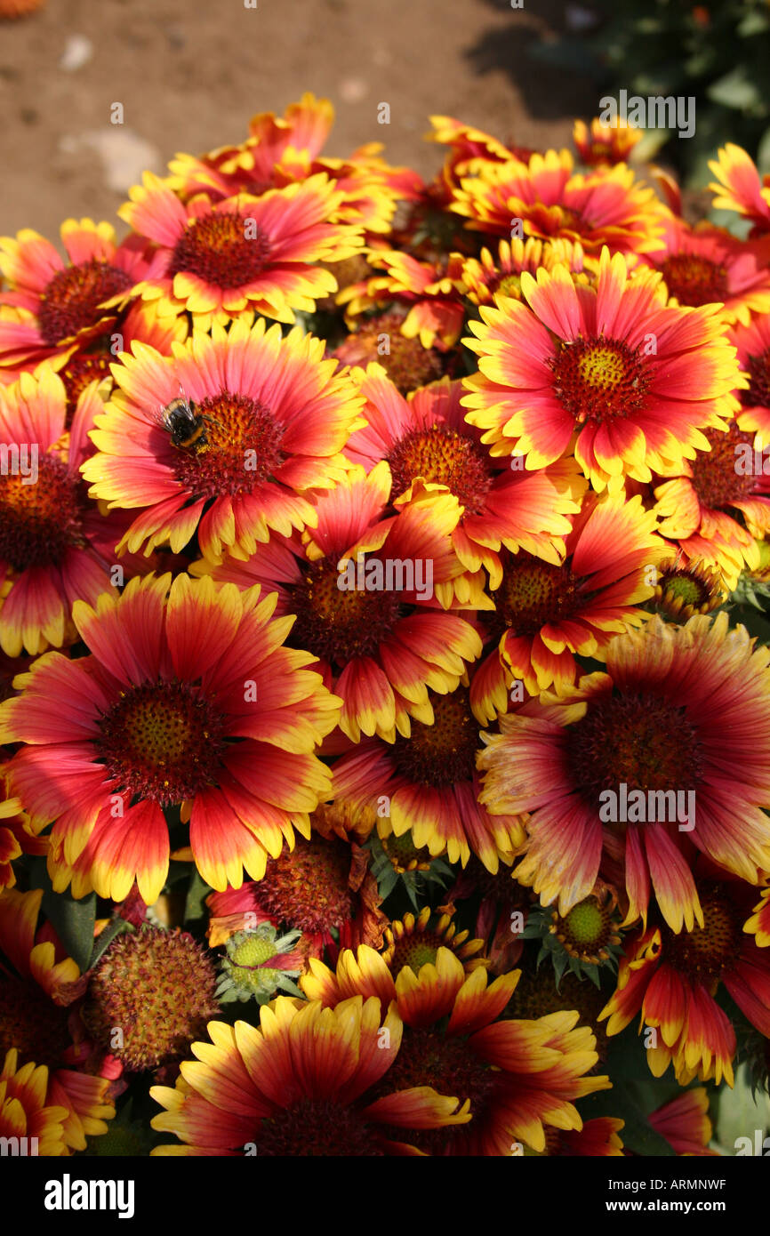 Gaillardia plants border hi-res stock photography and images - Alamy
