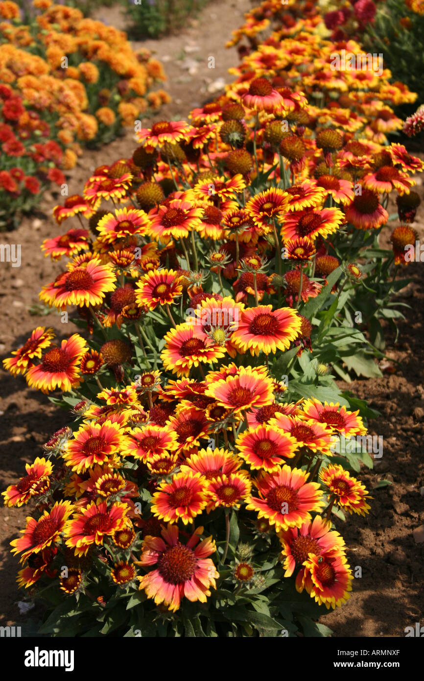 Gaillardia plants border hi-res stock photography and images - Alamy