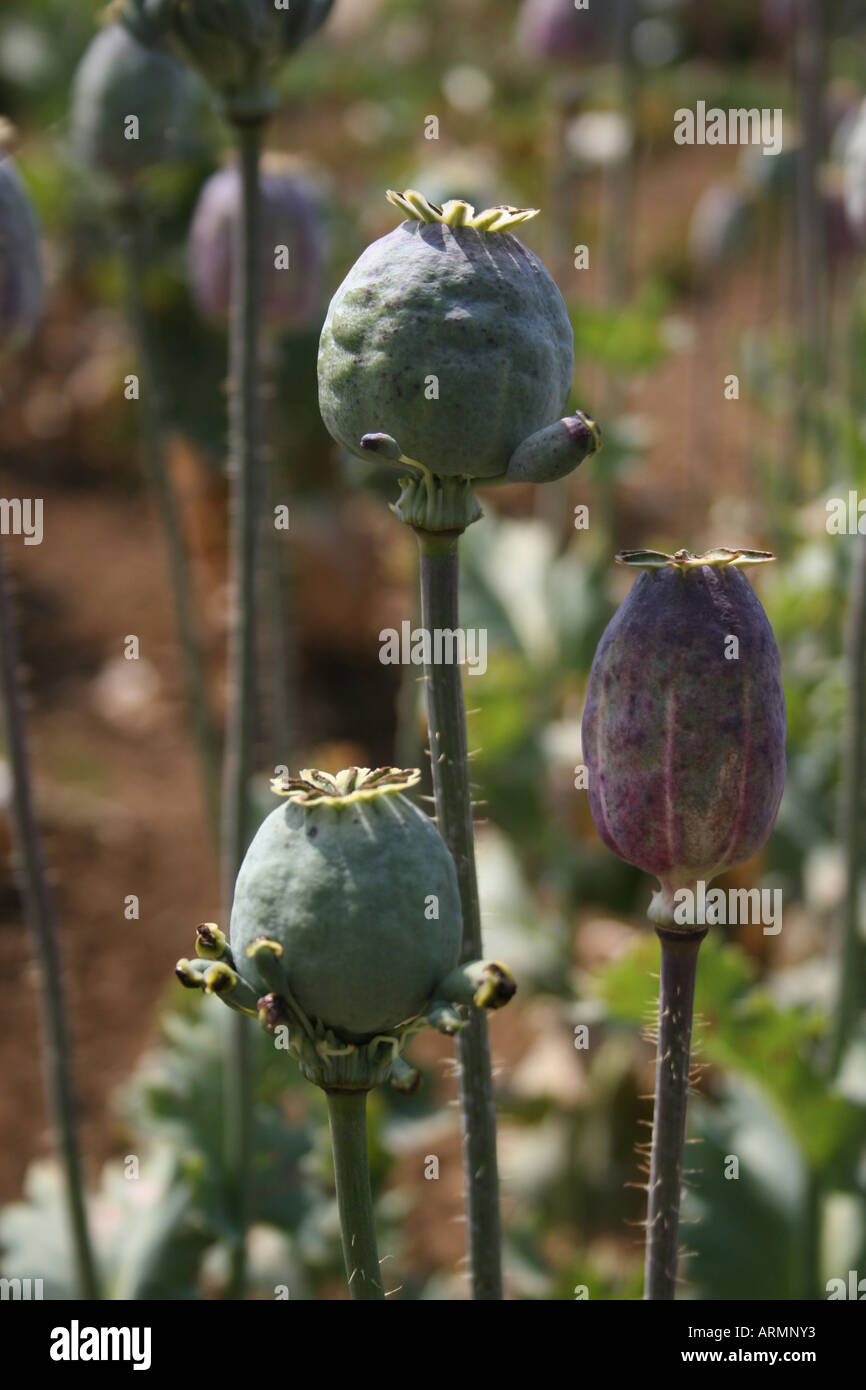 PAPAVER SOMNIFERUM. OPIUM POPPY SEED POD Stock Photo - Alamy