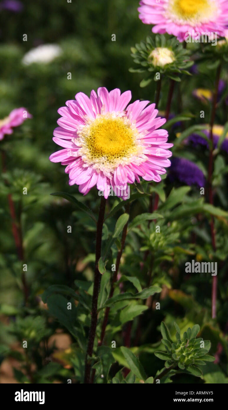 Microglossa hi-res stock photography and images - Alamy