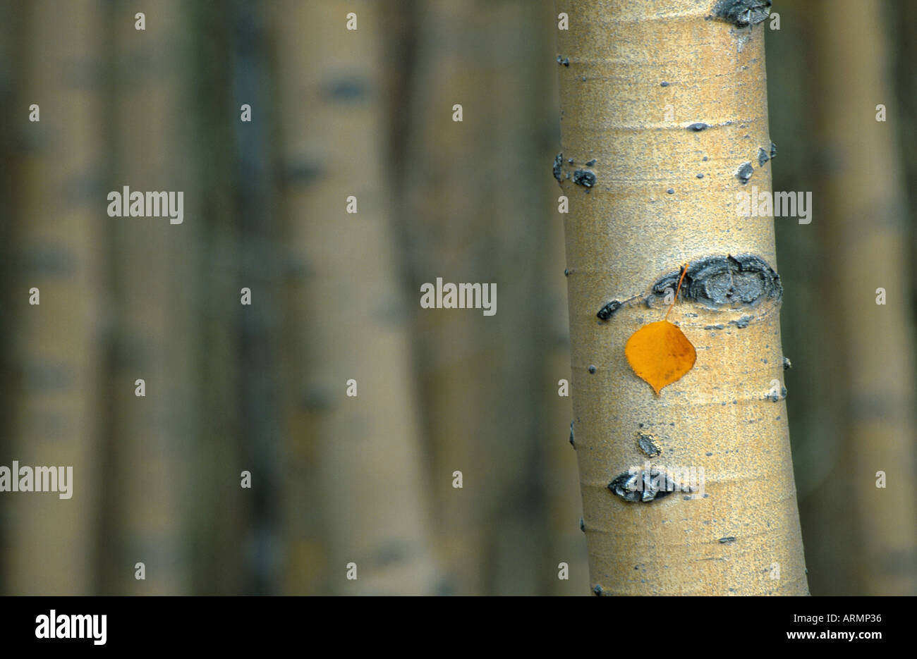 birch tree trunks with leaf Stock Photo - Alamy