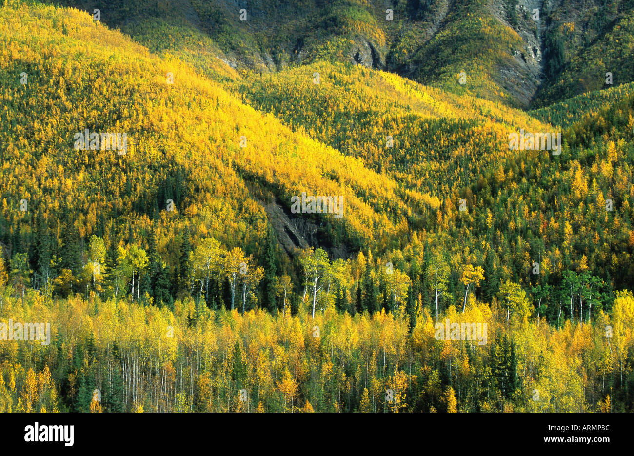 yellow birch tree forest, Canada Stock Photo - Alamy