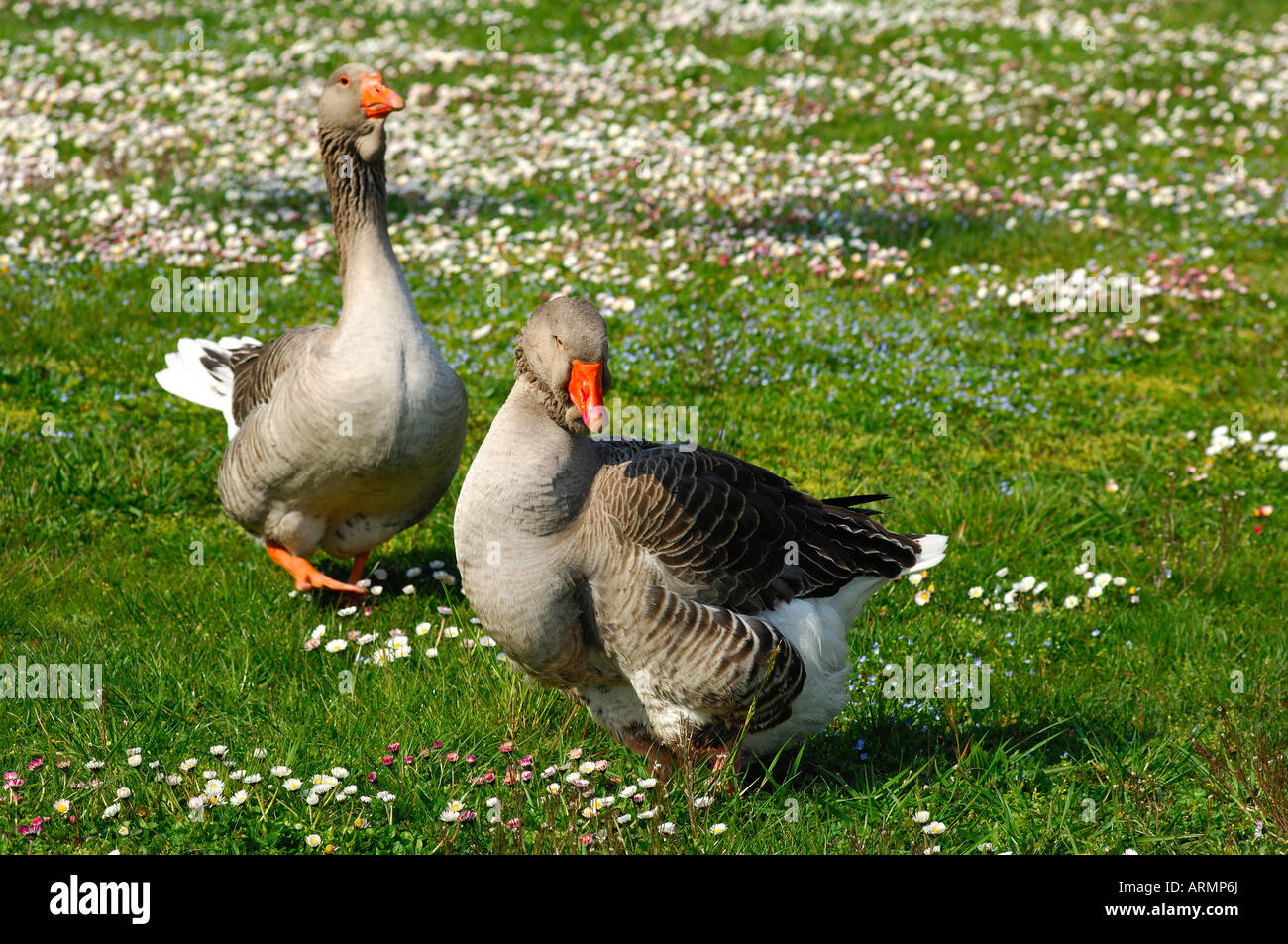 Toulouse goose with dewlap Stock Photo - Alamy