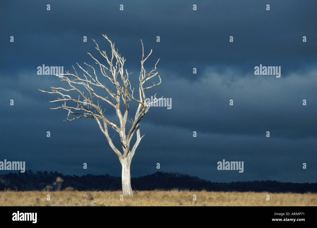 Dead tree in dramatic lighting hi-res stock photography and images - Alamy