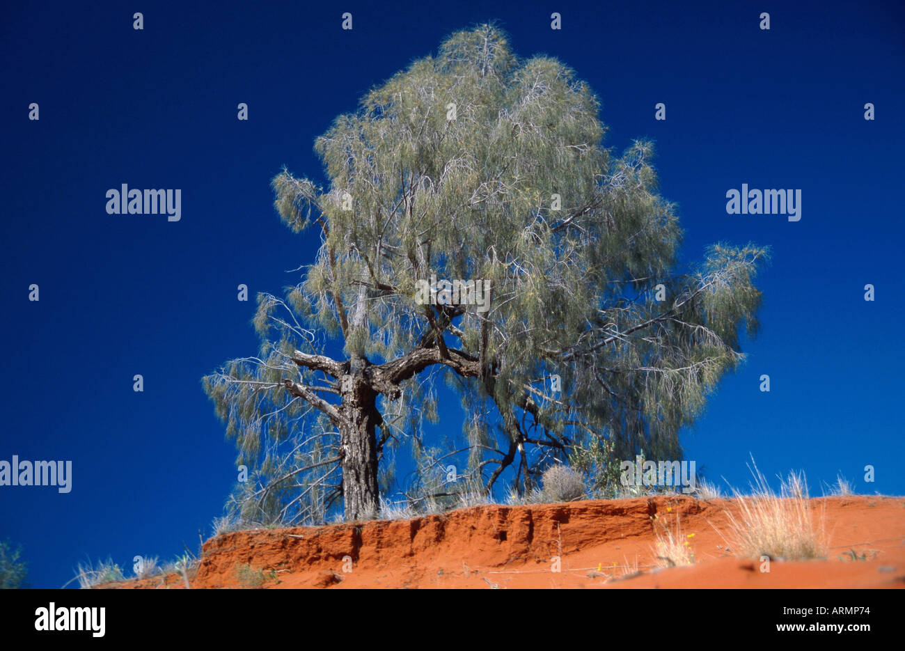 Desert Oak, tree in red earth, Northern Territory, Australia, Northern ...