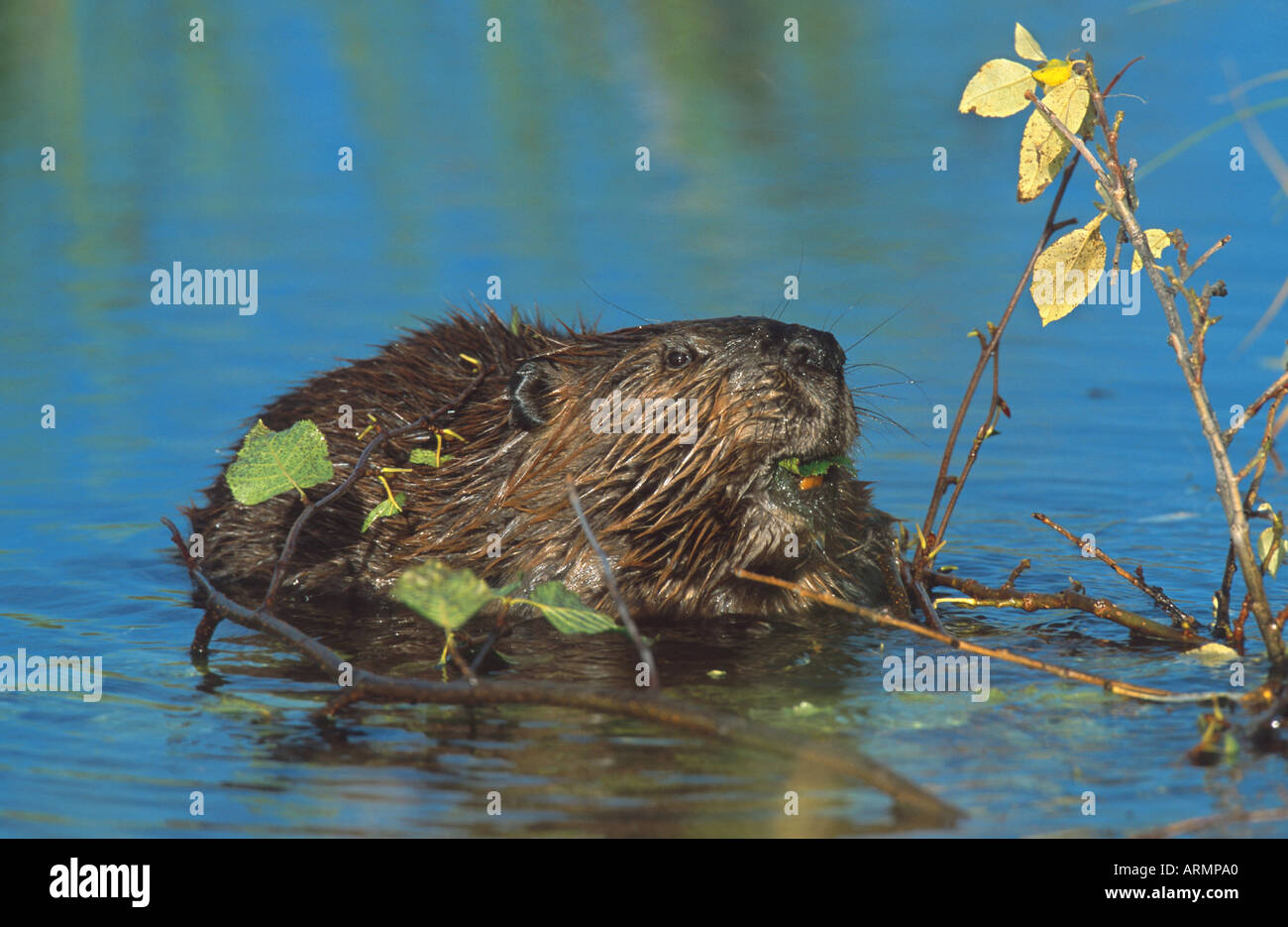 Canadian beaver eating hi-res stock photography and images - Alamy