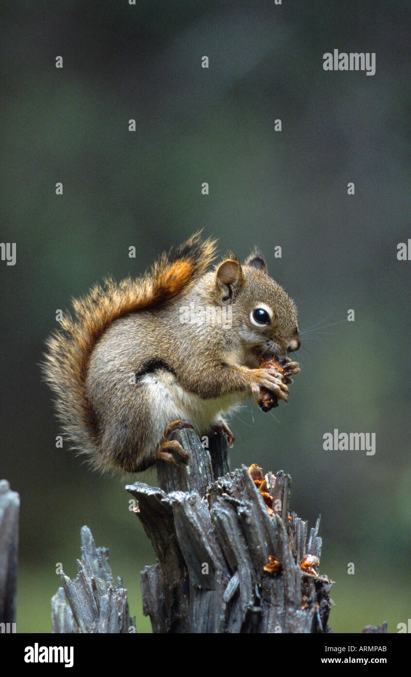eastern red squirrel, red squirrel (Tamiasciurus hudsonicus), sitting ...