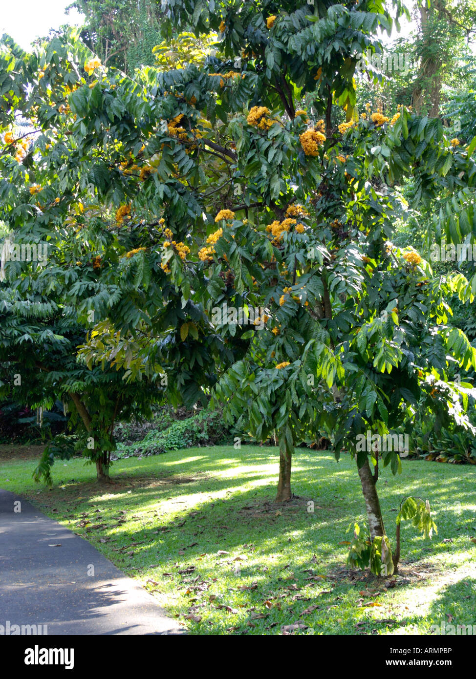 Yellow saraca (Saraca cauliflora Stock Photo - Alamy
