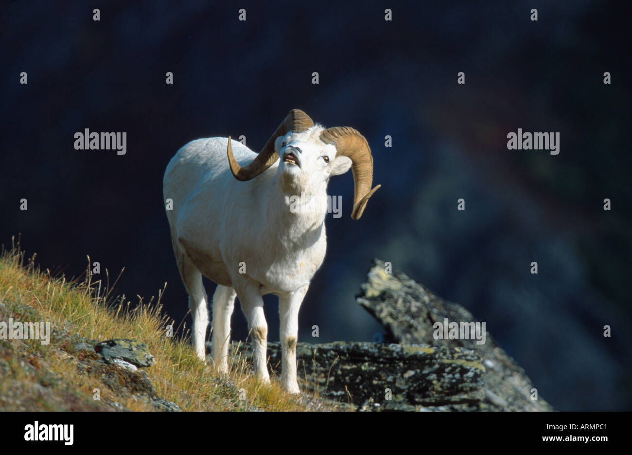 Dall's sheep, white sheep (Ovis dalli), male curling lips, USA, Alaska ...