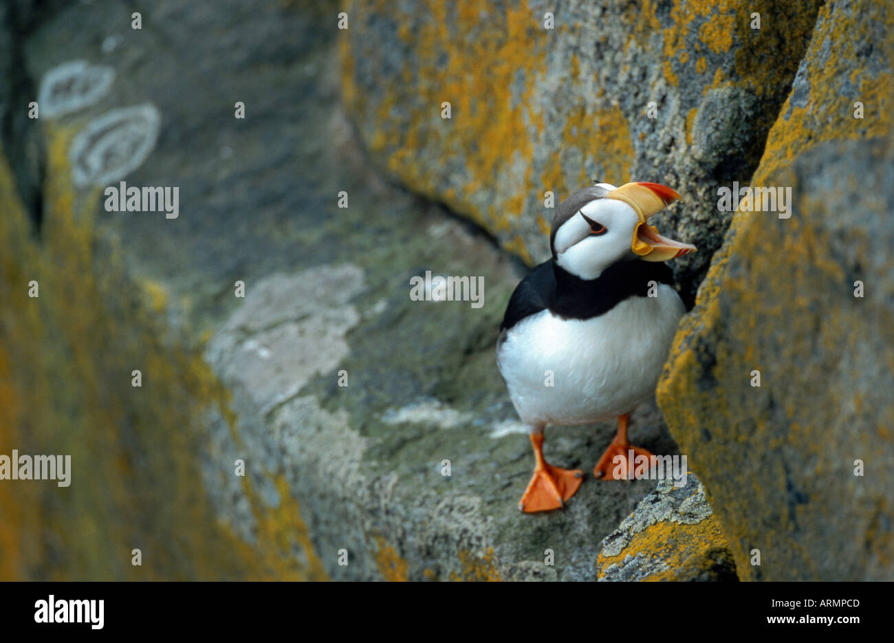 Puffin with open beak hi-res stock photography and images - Alamy