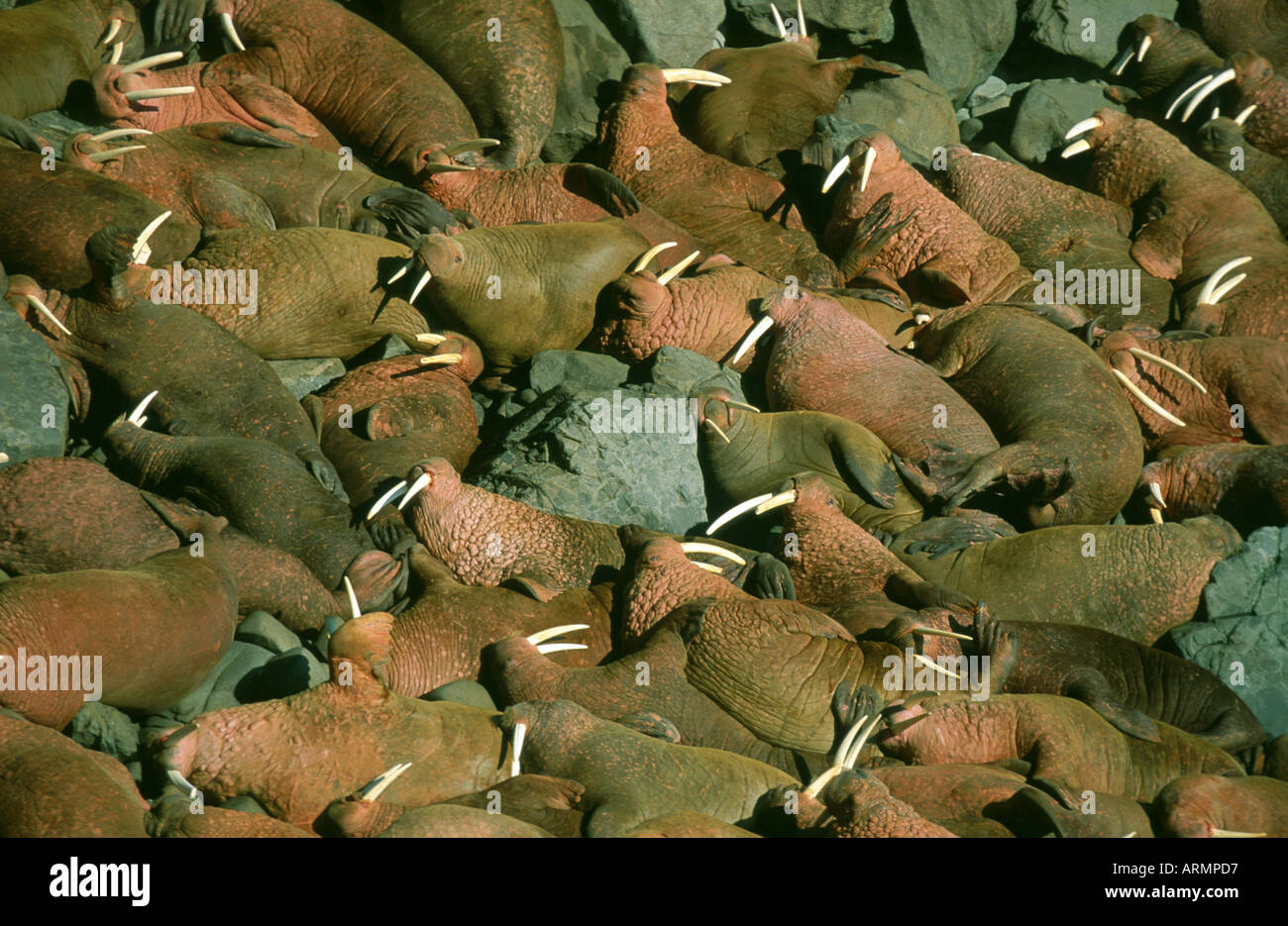 walrus (Odobenus rosmarus), bulls herd, USA, Alaska Stock Photo - Alamy