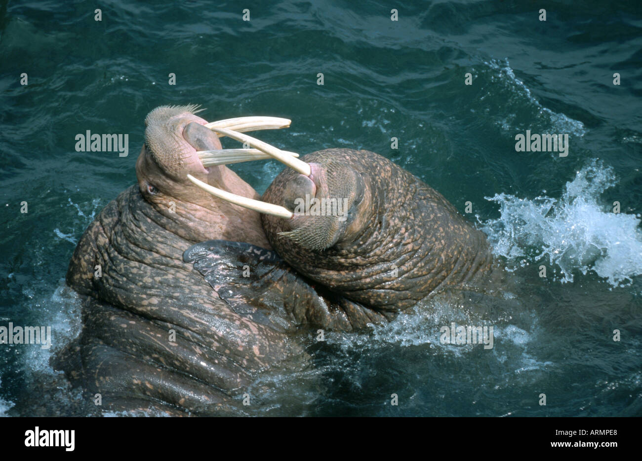 walrus (Odobenus rosmarus), fighting bulls in water, USA, Alaska, Round ...