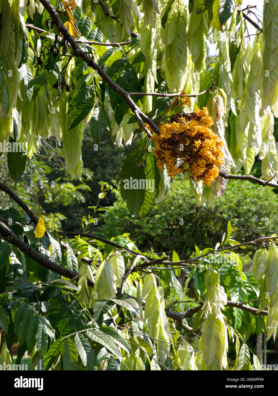 Yellow saraca (Saraca cauliflora Stock Photo - Alamy
