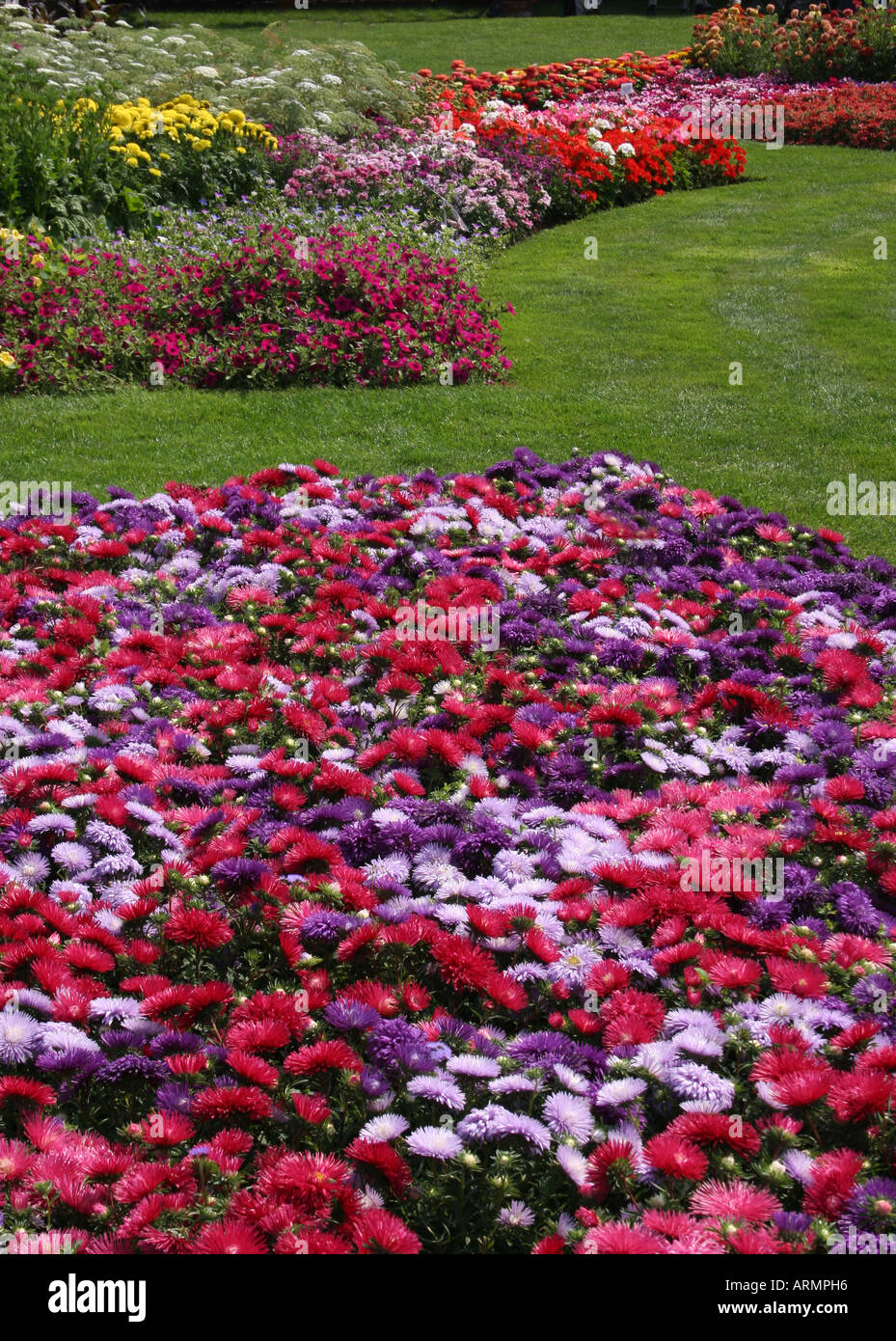 Starlight flowers hi-res stock photography and images - Alamy
