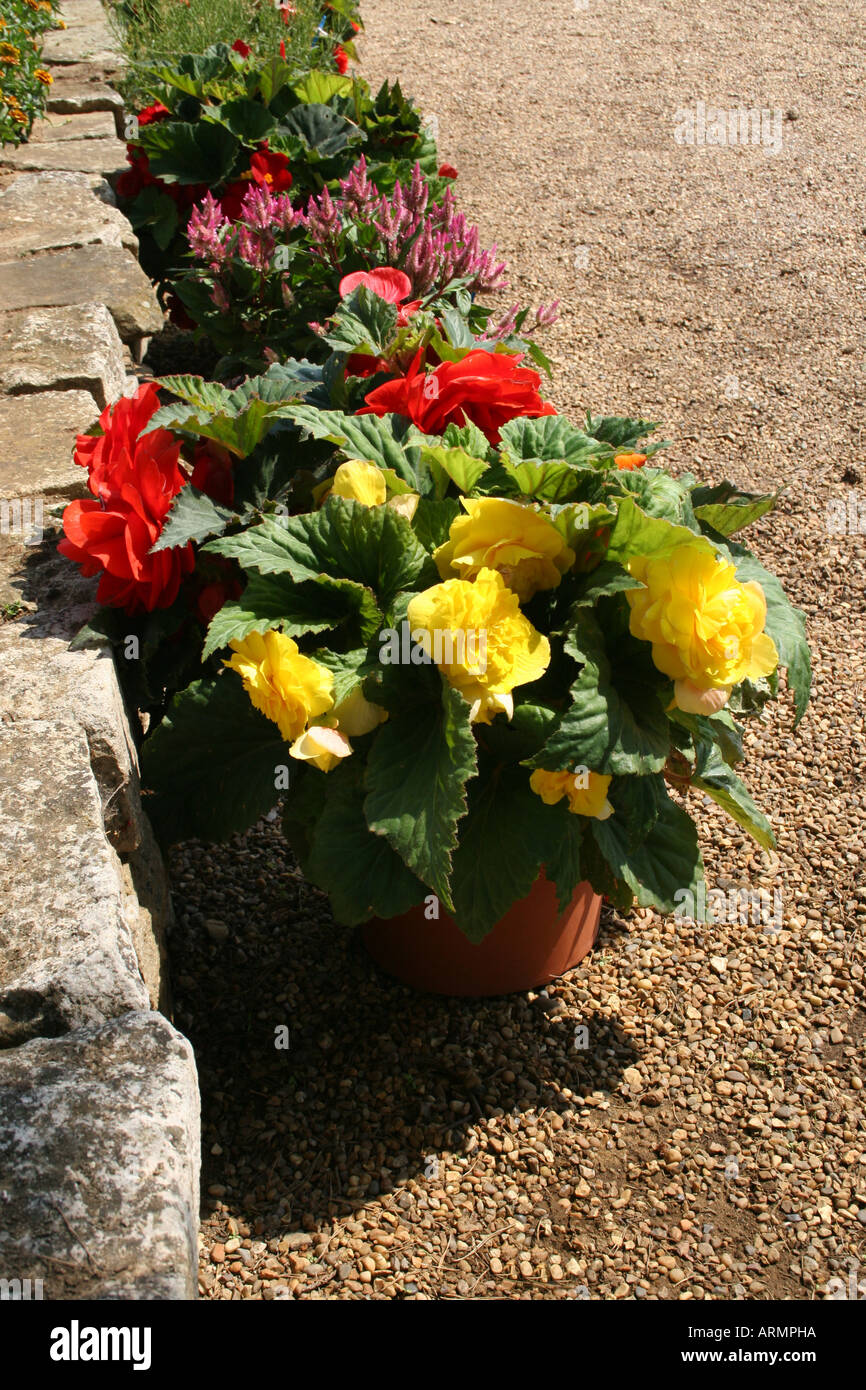 Begonia tuber hi-res stock photography and images - Alamy