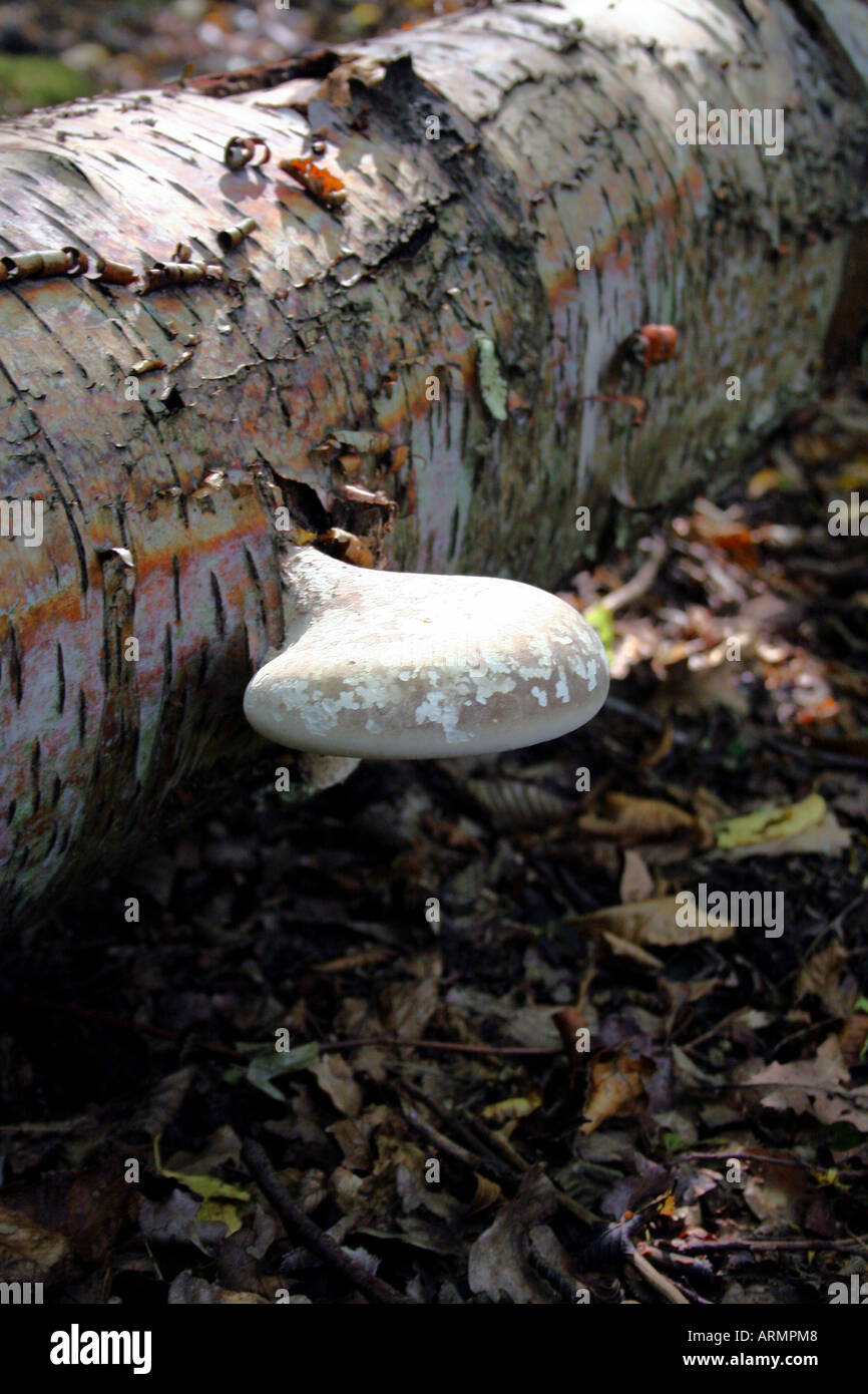 TIMBER PIPTOPORUS BETULINUS. BIRCH POLYPORE. FUNGI Stock Photo - Alamy