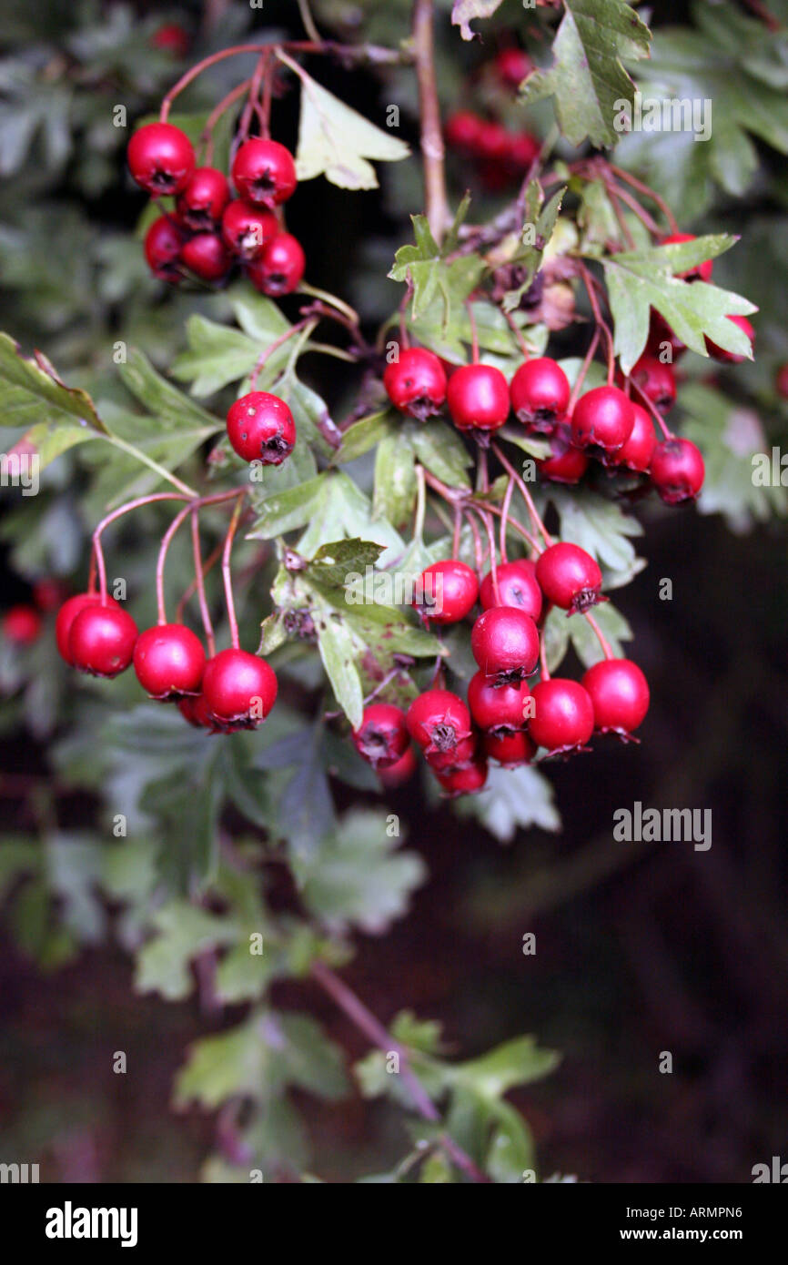 Crataegus laevigata seed hi-res stock photography and images - Alamy