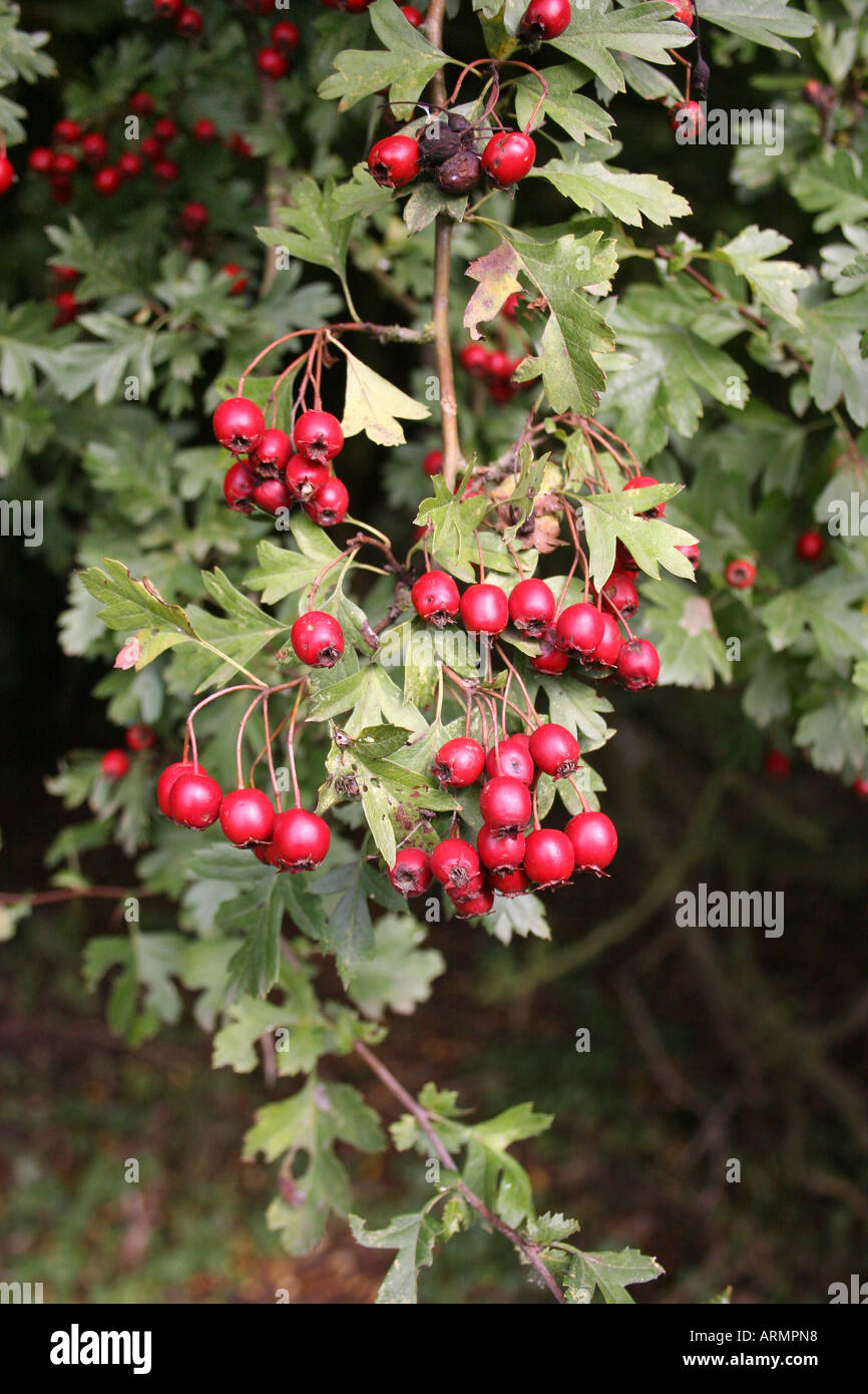 Crataegus monogyna garden hi-res stock photography and images - Alamy