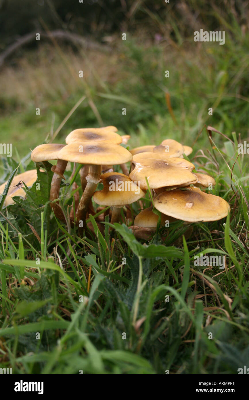 GALERINA MARGINATA. FUNGI Stock Photo - Alamy