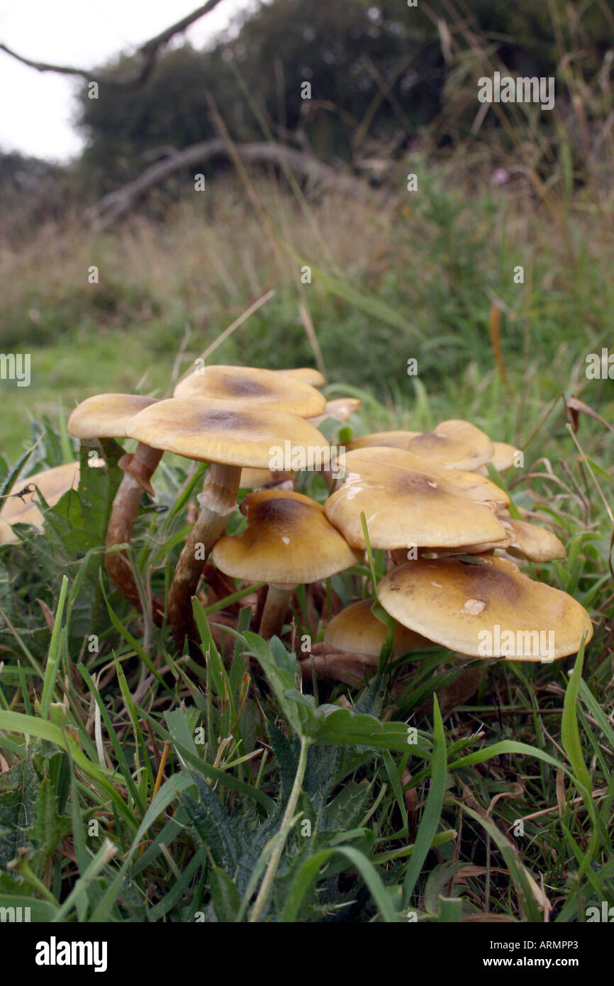 GALERINA MARGINATA. FUNGI Stock Photo - Alamy