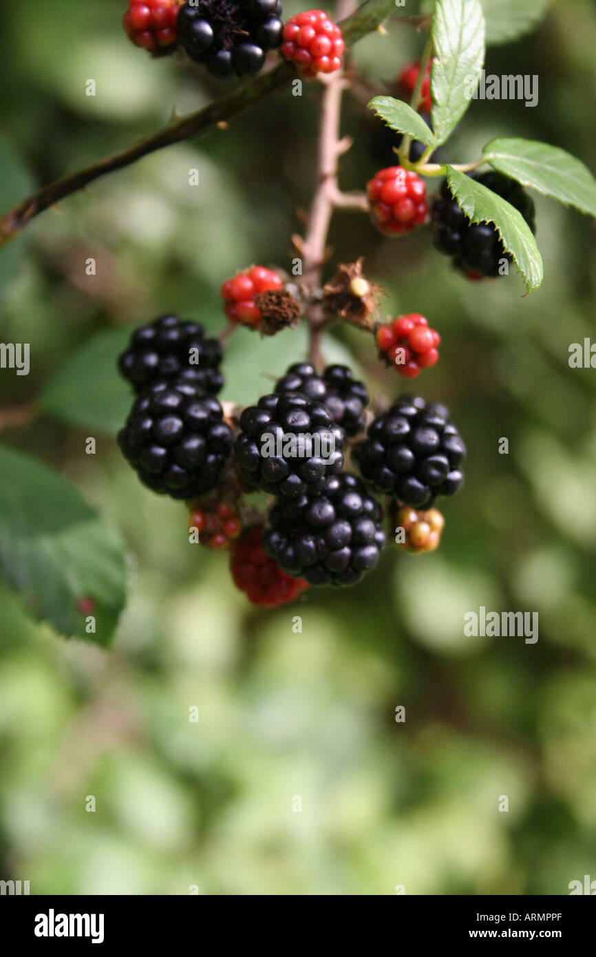 Rubus fruticosus thorn hi-res stock photography and images - Alamy