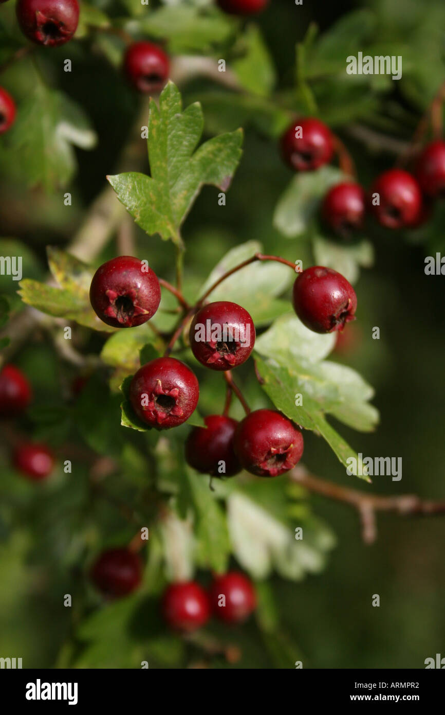 Crataegus laevigata seed hi-res stock photography and images - Alamy