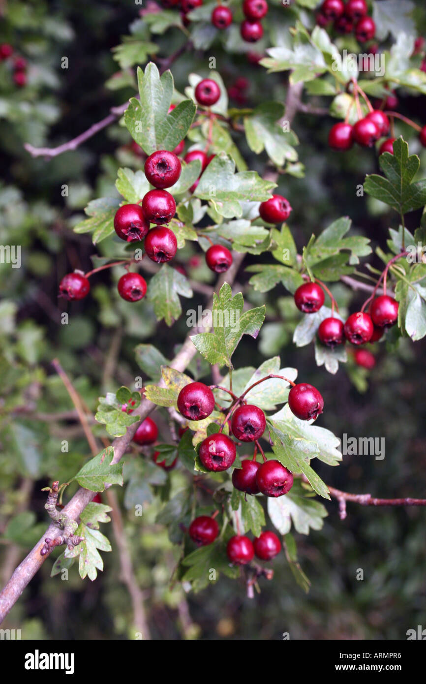 Crataegus laevigata seed hi-res stock photography and images - Alamy