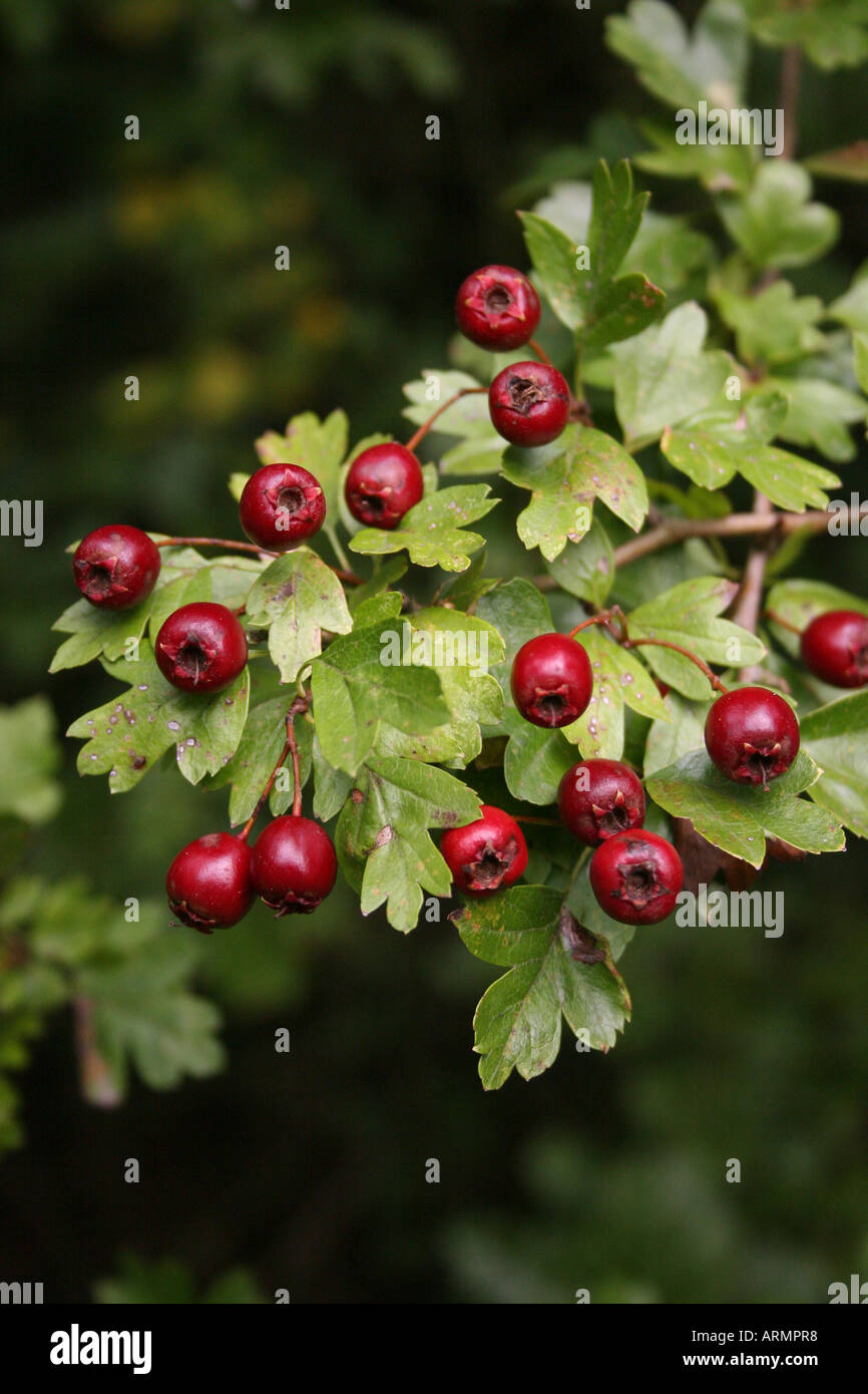 Crataegus laevigata seed hi-res stock photography and images - Alamy