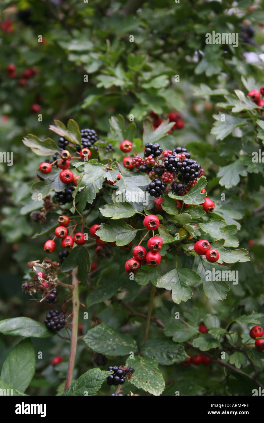 Bramble Thorn Hedgerow High Resolution Stock Photography and Images - Alamy