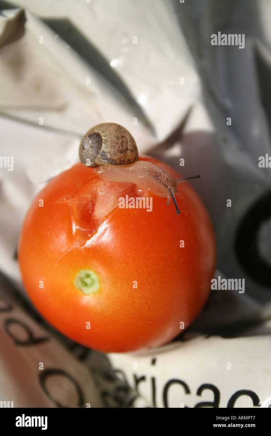 A SNAIL CAUSING DAMAGE TO A TOMATO. HELIX ASPERSA Stock Photo - Alamy