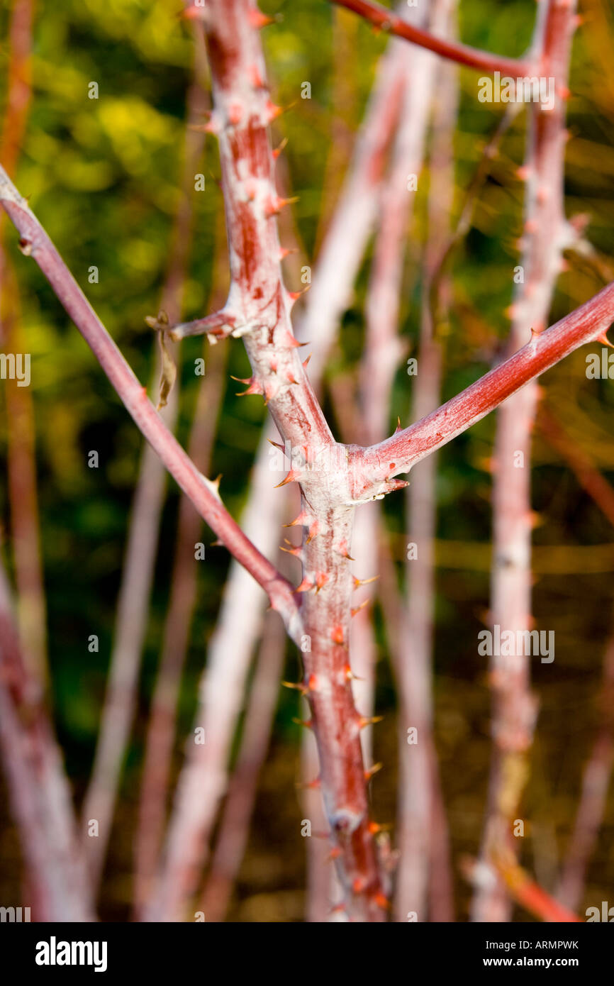 Ornamental cane hi-res stock photography and images - Alamy