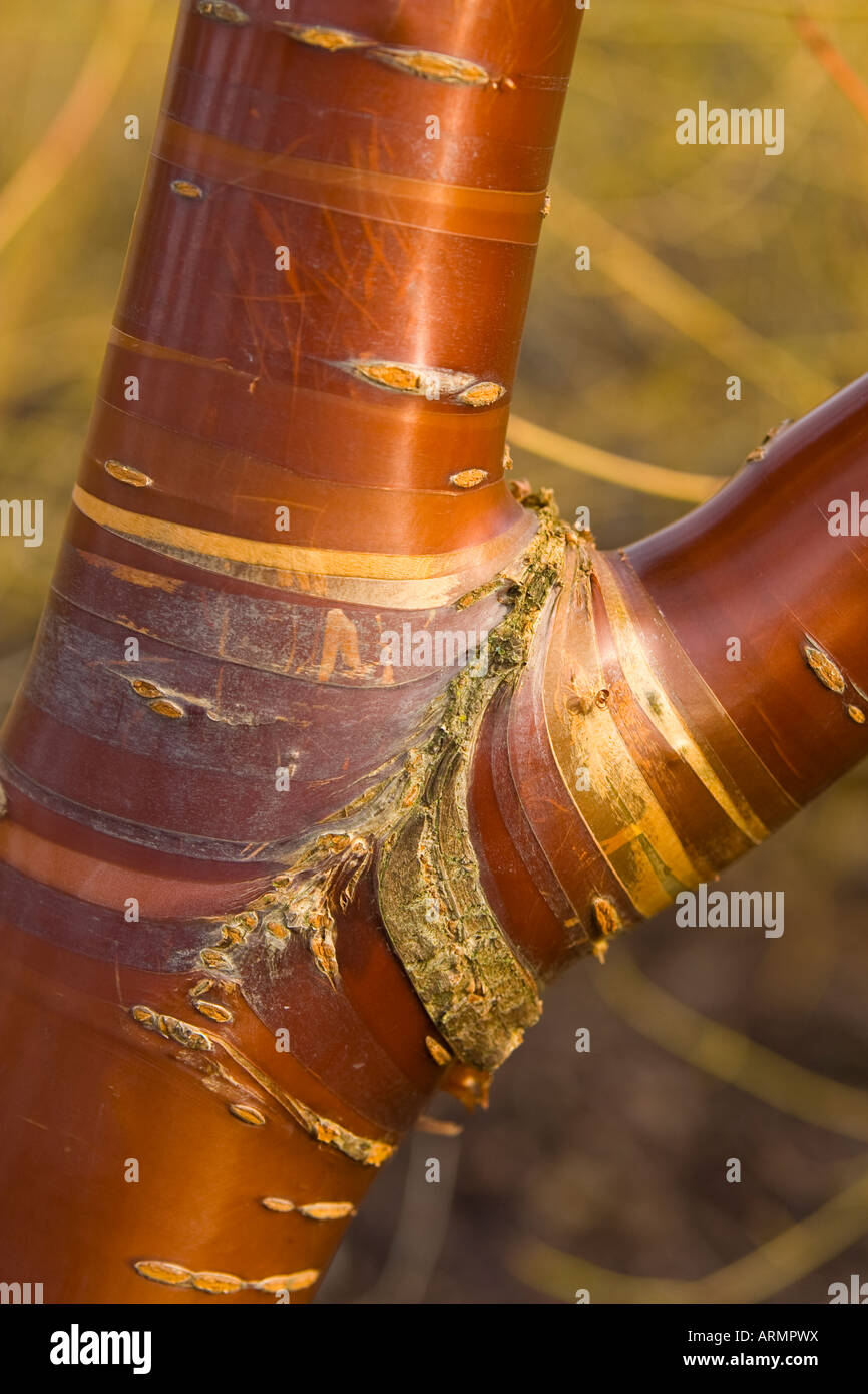 Prunus serrula tree bark hi-res stock photography and images - Alamy