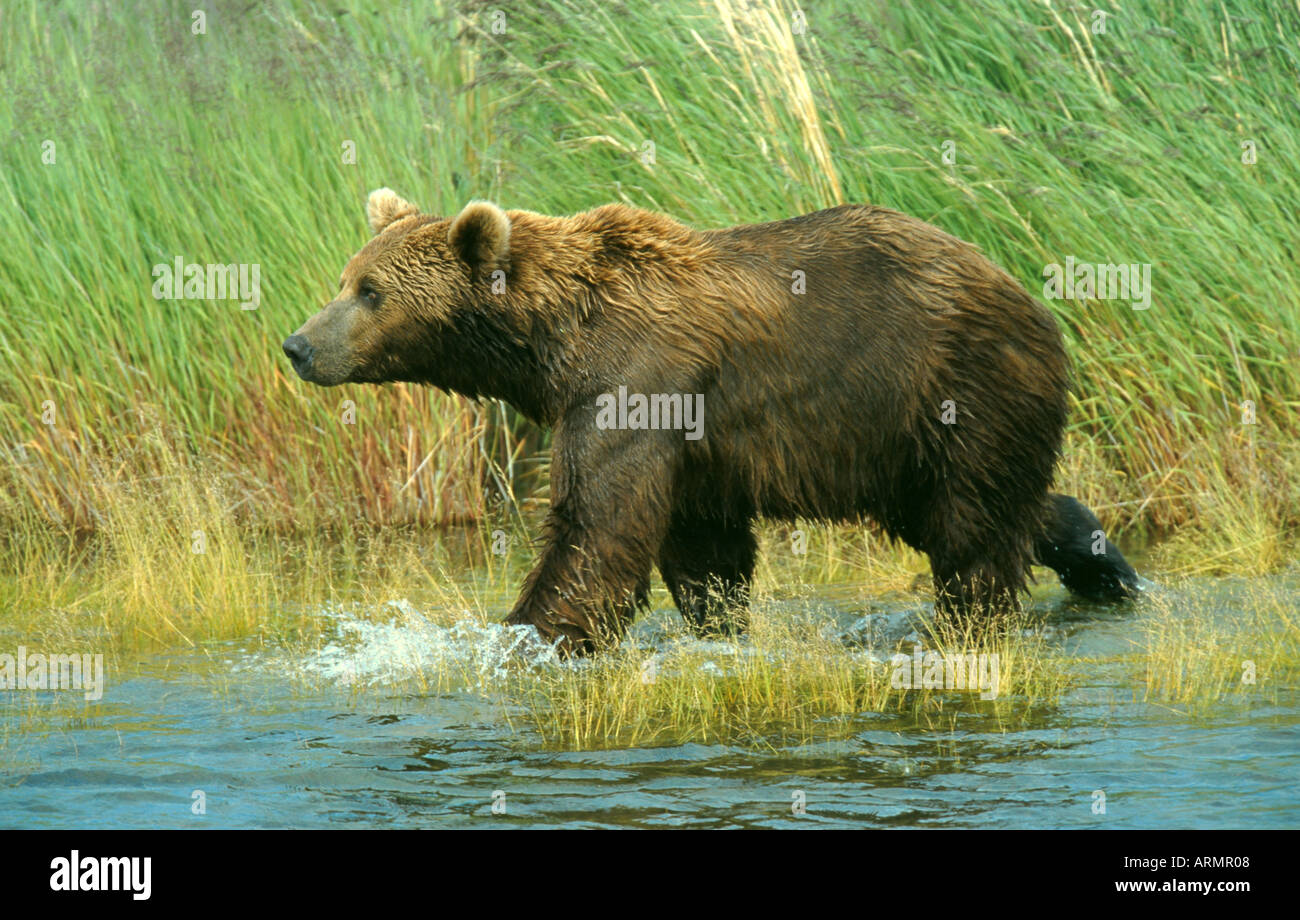 Bear running through water hi-res stock photography and images - Alamy