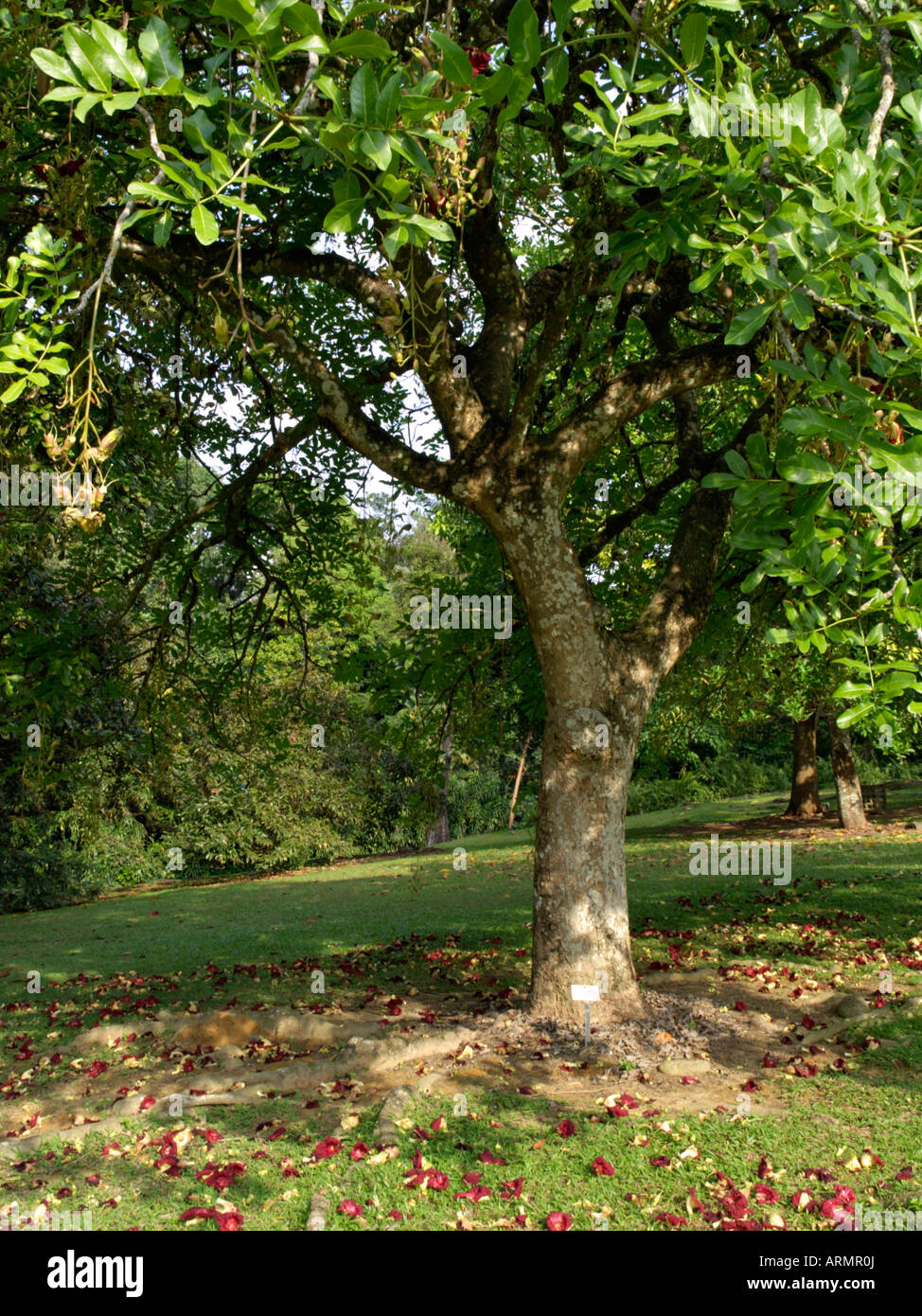 Sausage tree (Kigelia africana syn. Kigelia pinnata Stock Photo - Alamy