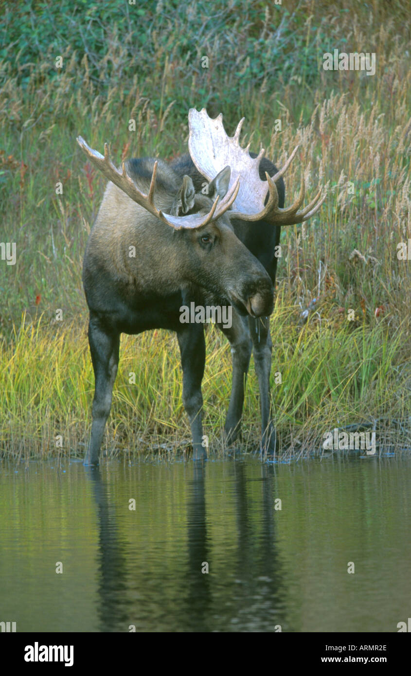 Alaska moose, Tundra moose, Yukon moose (Alces alces gigas), standing ...