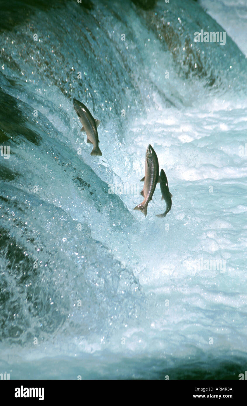 Salmo salar sebago hi-res stock photography and images - Alamy